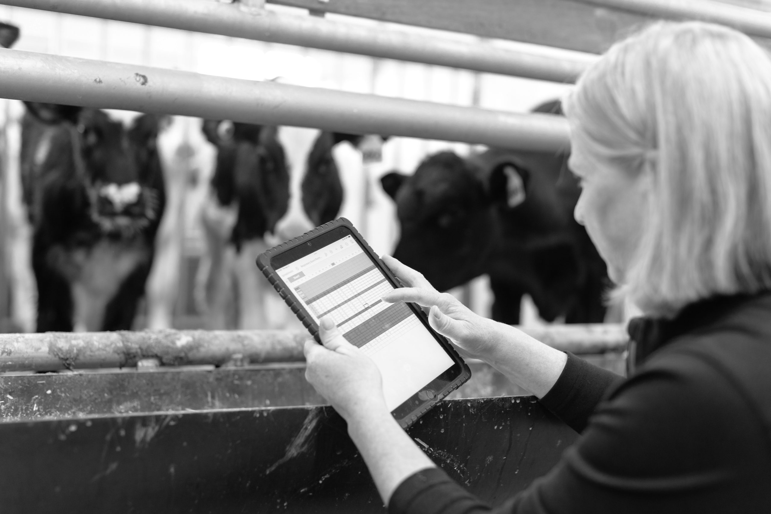 Calf Fecal Scoring - Mapleview Agri