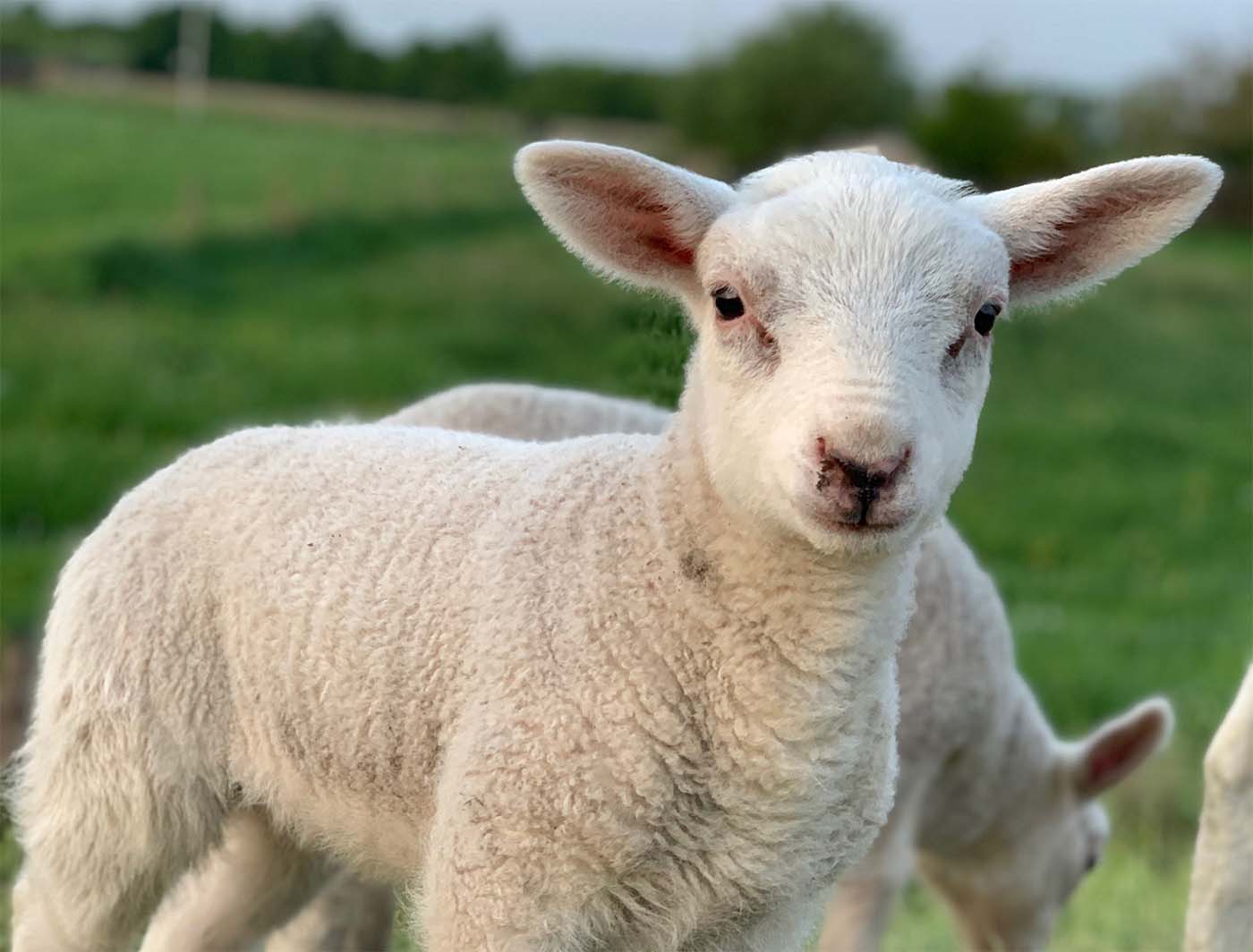 Mapleview Lamb Start - Mapleview Agri