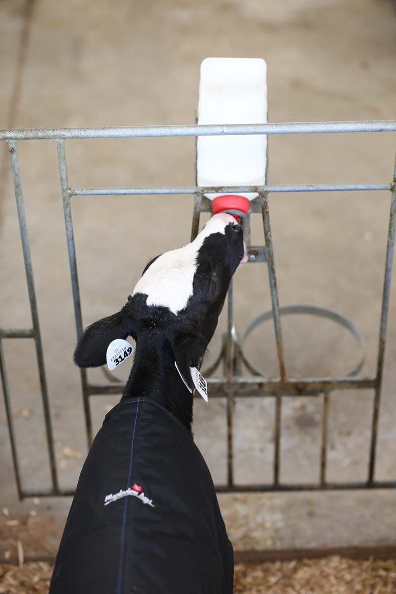 Feeding Deccox-M in milk replacer - Mapleview Agri