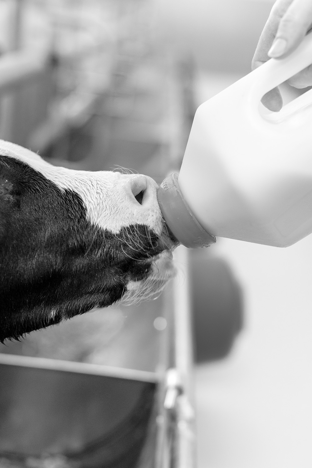 Mapleview Advanced Calf + Deccox - Mapleview Agri