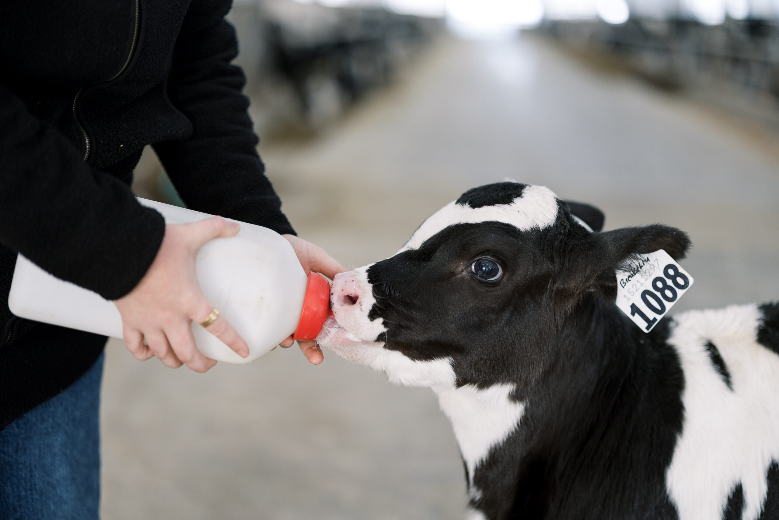 Why Choosing a Milk Replacer with Deccox®-M Matters for Calf Health ...